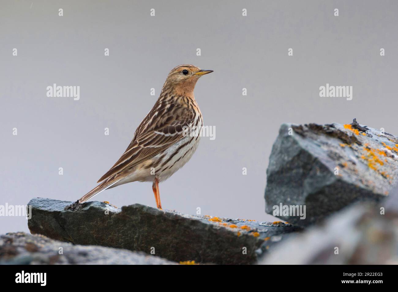 Red-throated pitpit (Anthus cervinus), sitting on stones, Norway Stock ...