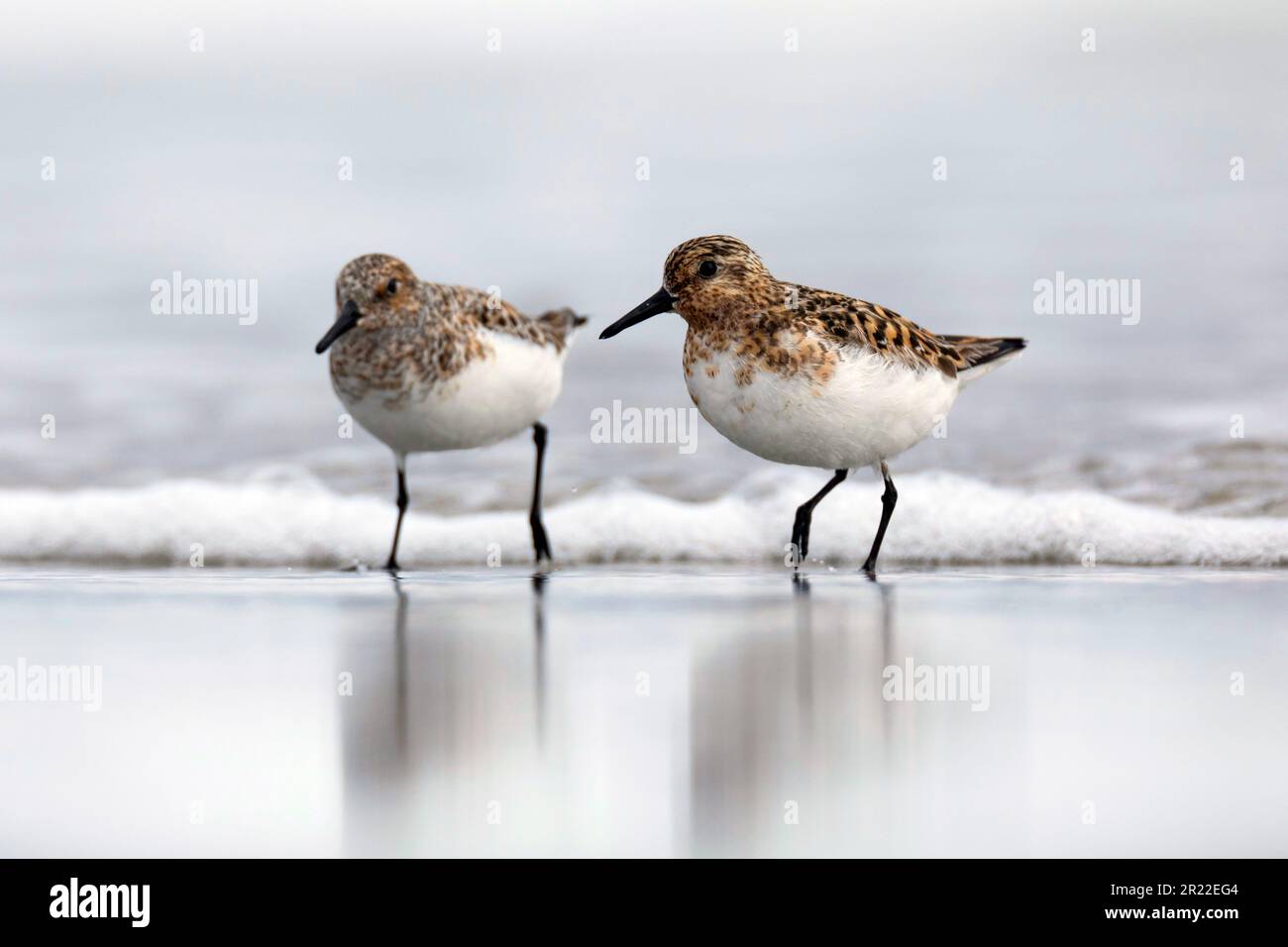 sanderling (Calidris alba), on the beach, Norway Stock Photo - Alamy