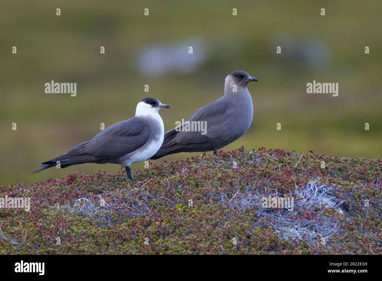 Parasitic Jaeger, Arctic Skua, Parasitic Skua (Stercorarius parasiticus ...