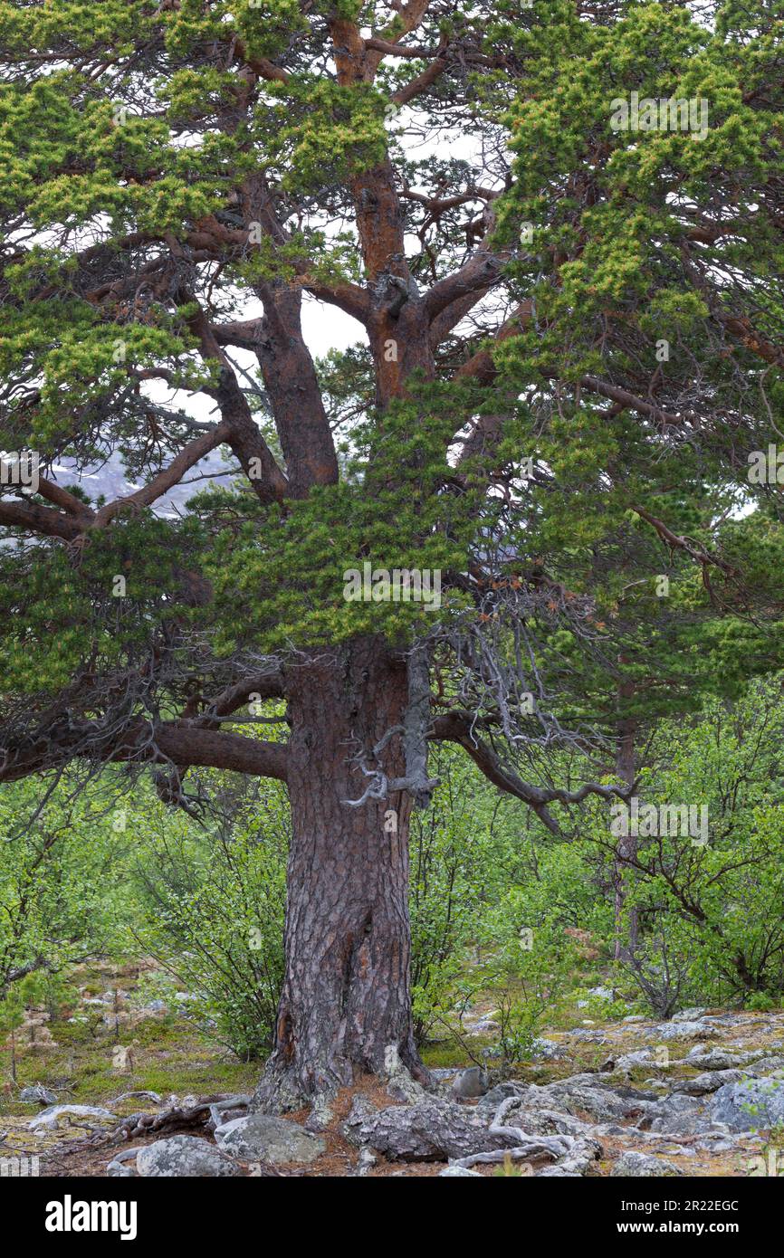 Scotch pine, Scots pine (Pinus sylvestris), pine in the national park ...