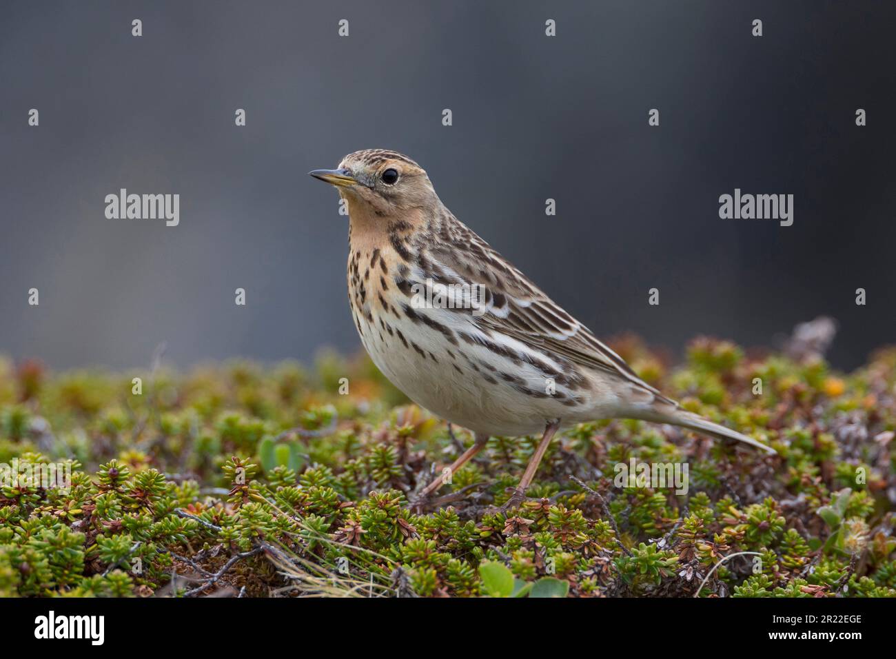 Red-throated pitpit (Anthus cervinus), sitting, Norway Stock Photo - Alamy