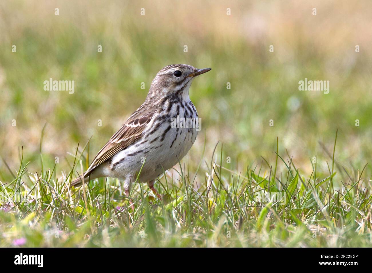 Meadow Pipit (Anthus pratensis), on the ground, Norway Stock Photo - Alamy