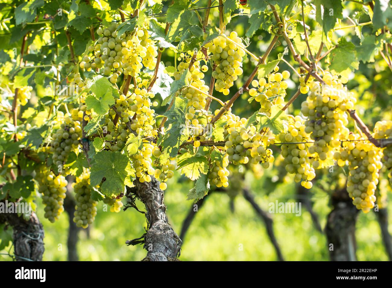 grape-vine, vine (Vitis vinifera), grapes on branch in sunlight ...