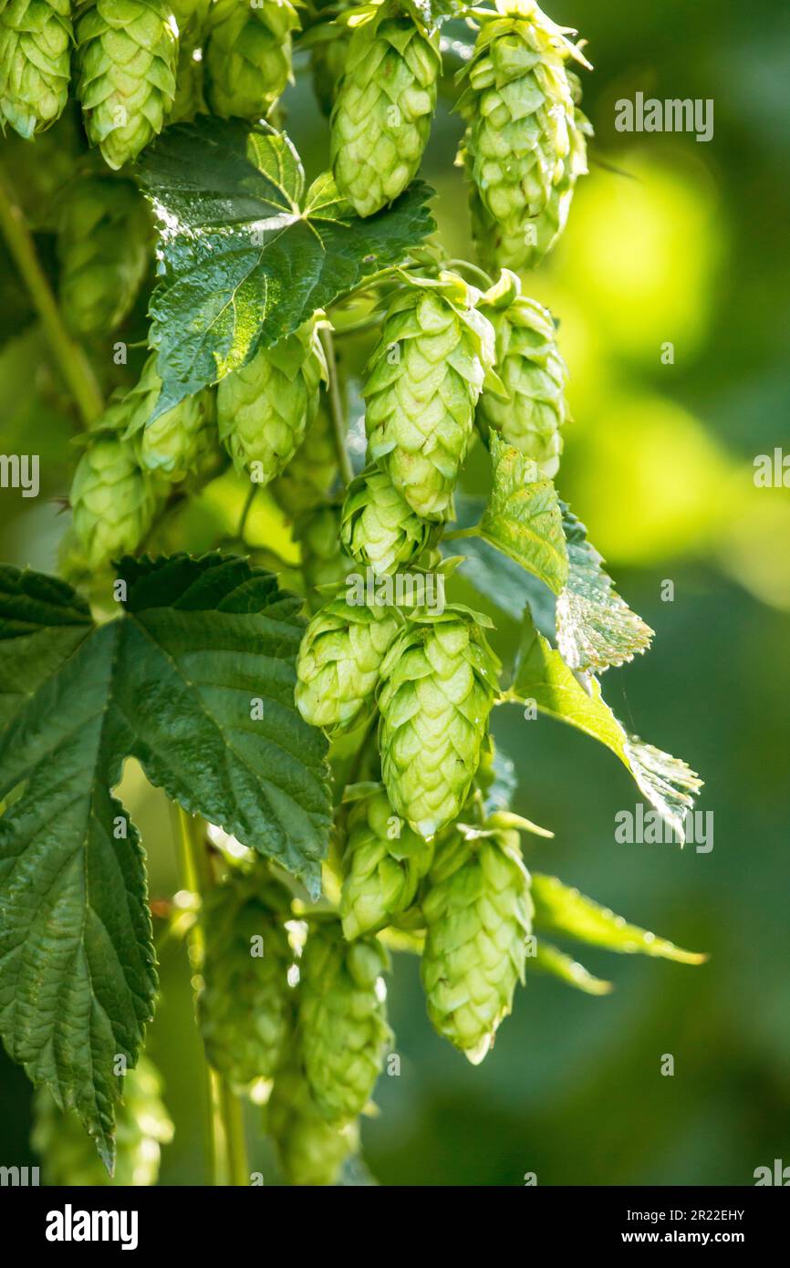 common hop (Humulus lupulus), hop cones on a branch Stock Photo - Alamy