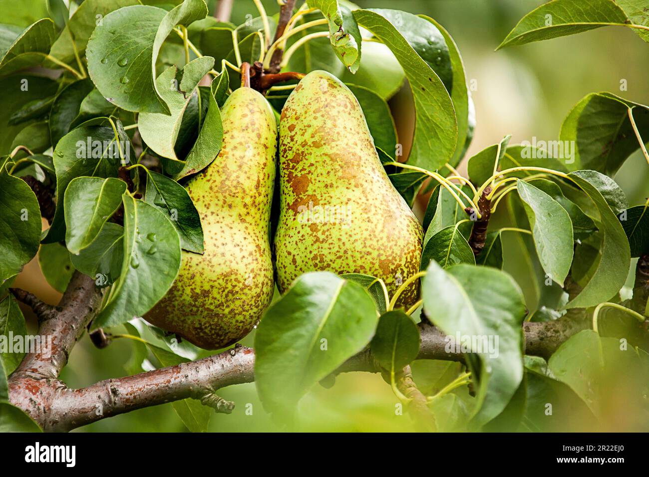 Common pear (Pyrus communis), green pears on a tree, Germany Stock ...