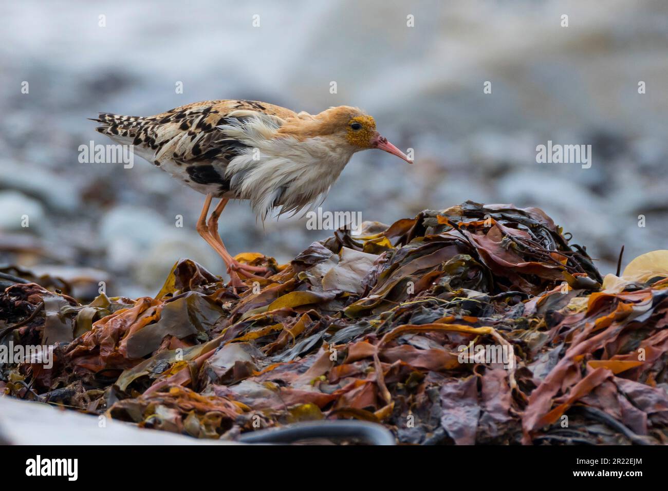 ruff (Philomachus pugnax), male, breeding coloration, Sweden Stock ...
