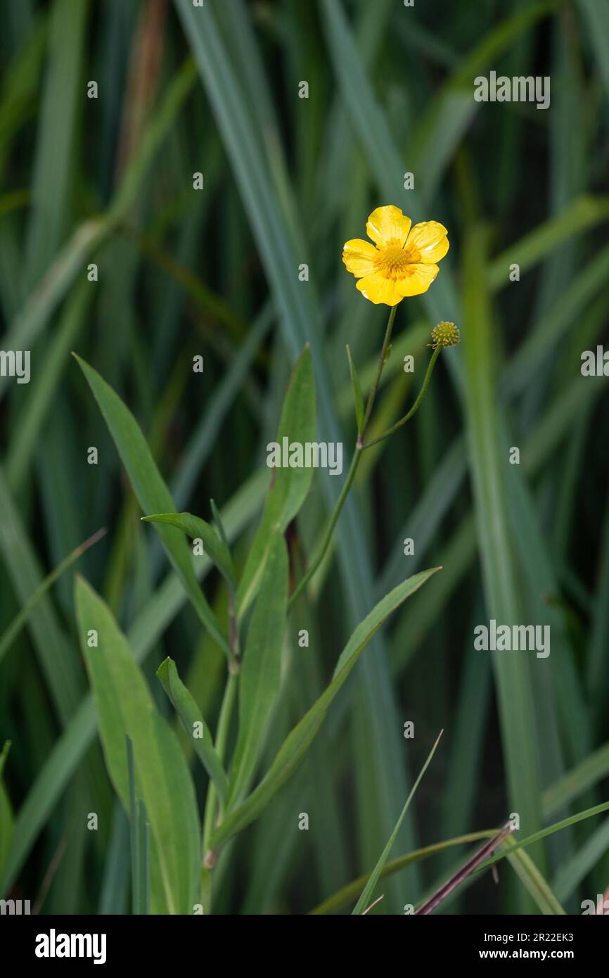 Greater spearworts hi-res stock photography and images - Alamy