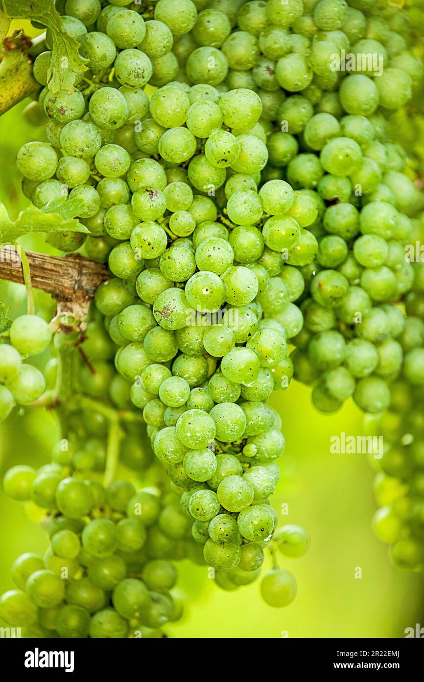 grape-vine, vine (Vitis vinifera), grapes on branch, Germany Stock ...