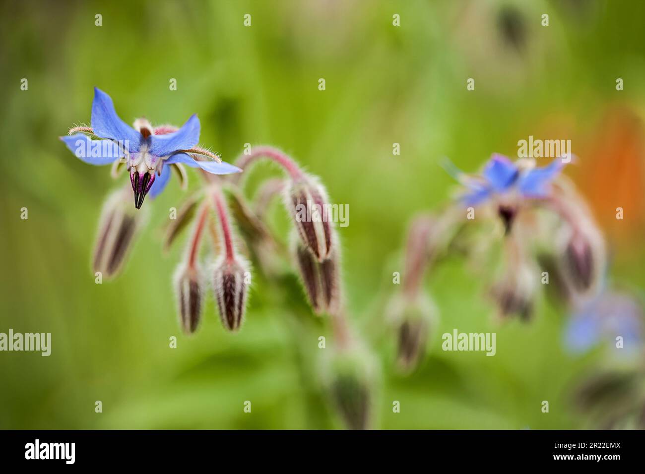common borage (Borago officinalis), blooming Stock Photo - Alamy
