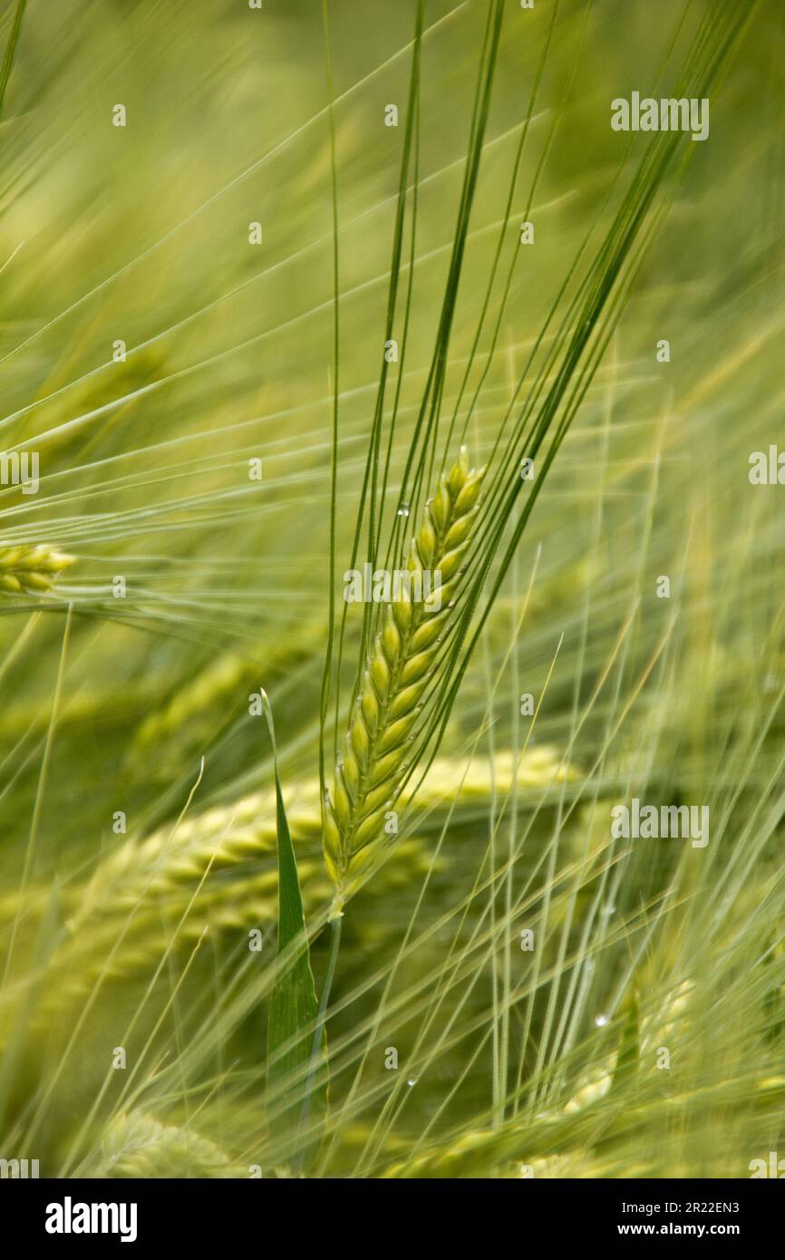 barley (Hordeum distichon, Hordeum vulgare ssp. distichon), spikes in a ...