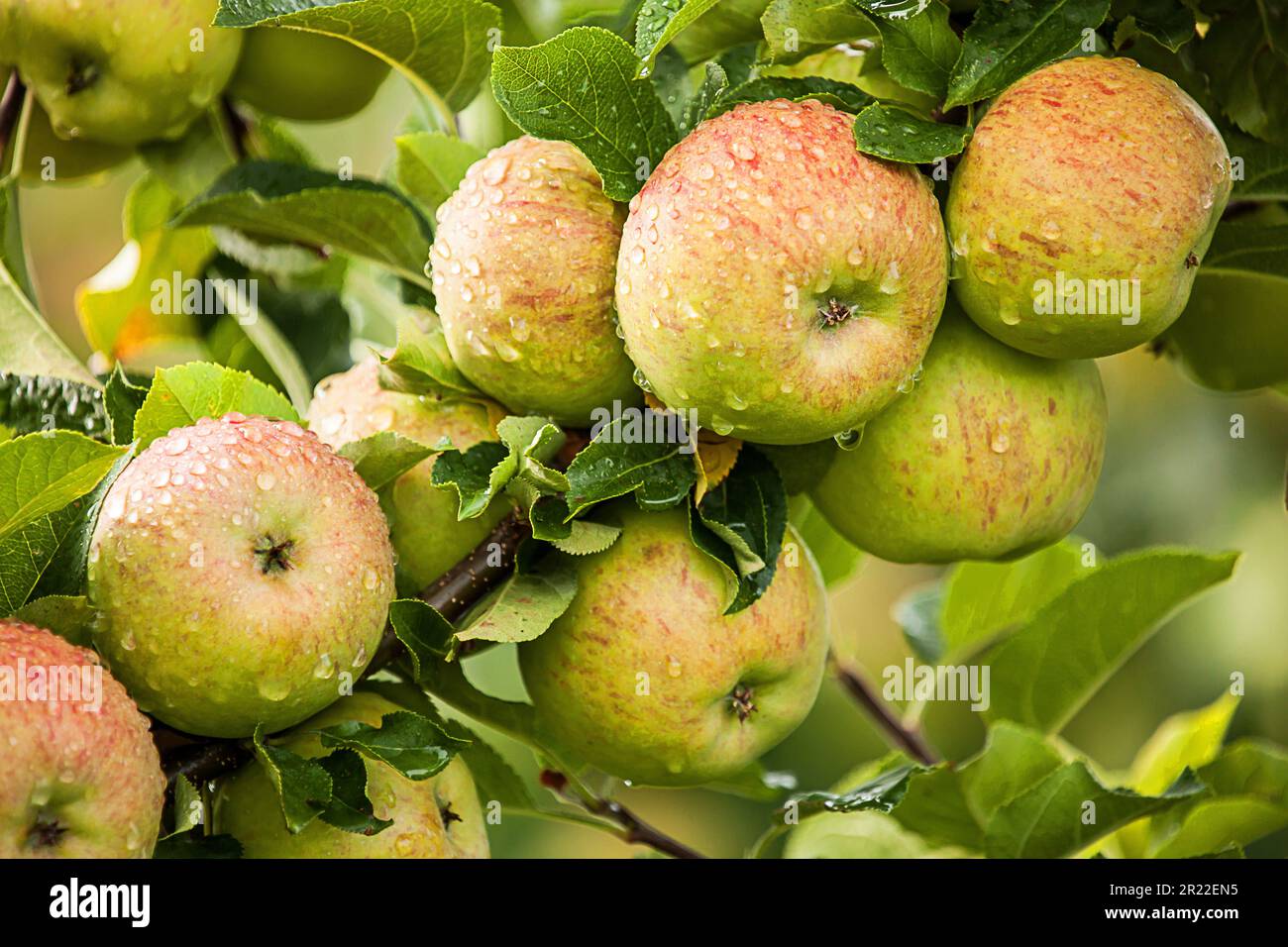 apple tree (Malus domestica), apples on a tree, Germany Stock Photo - Alamy
