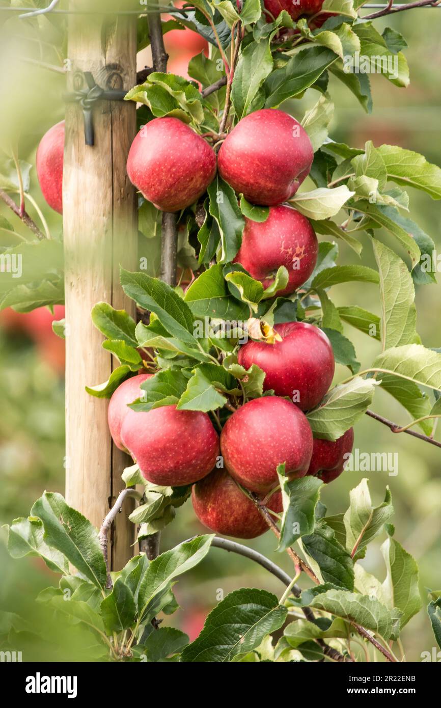 apple tree (Malus domestica), red appels on a tree, espalier fruits ...