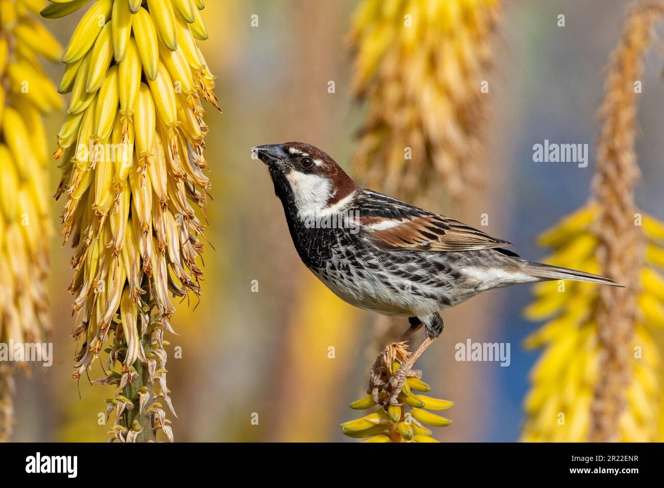 Spanish sparrow (Passer hispaniolensis), male sittin on blooming Aloe ...