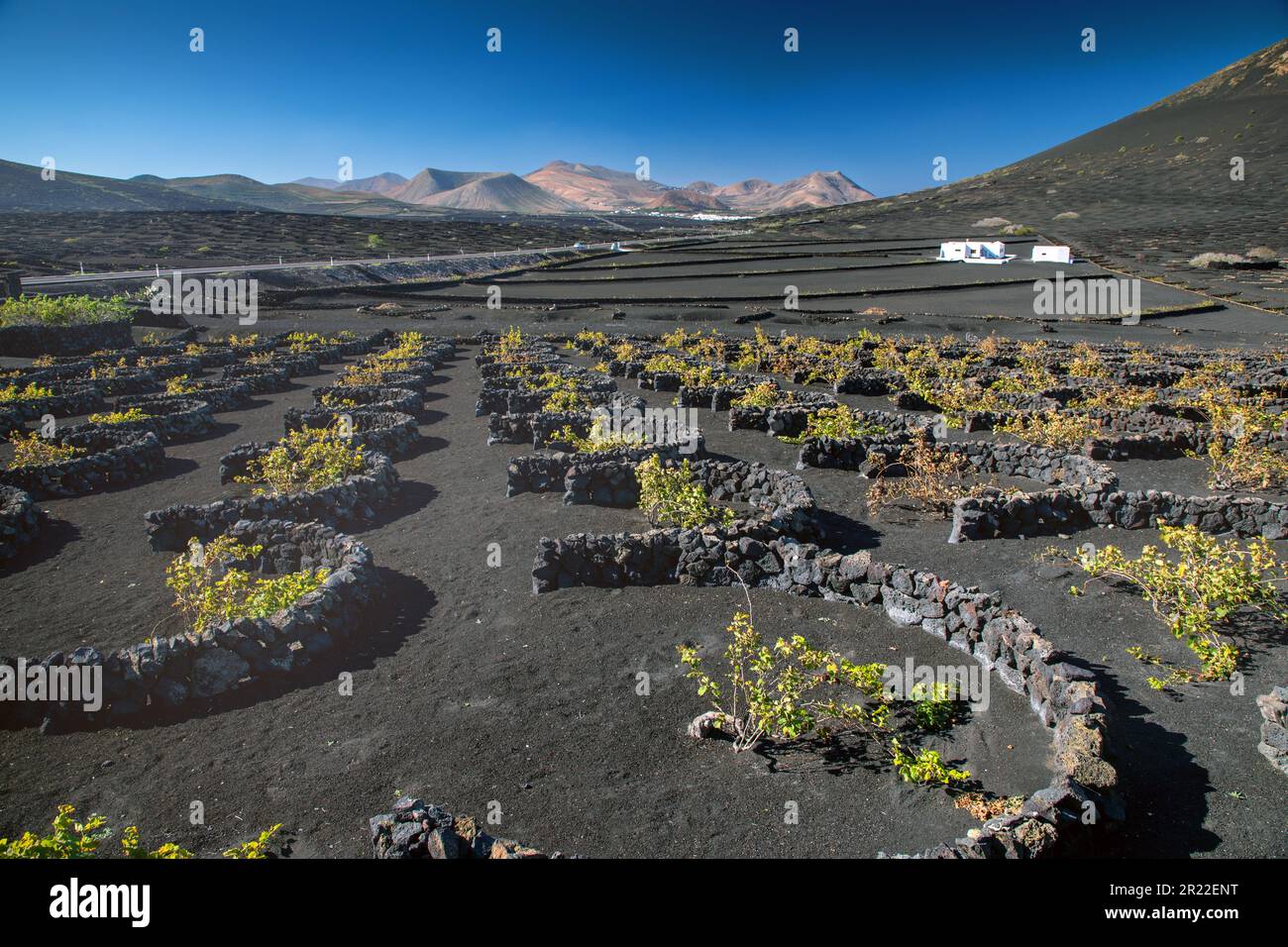 grape-vine, vine (Vitis vinifera), viniculture on lava ground, walls as ...