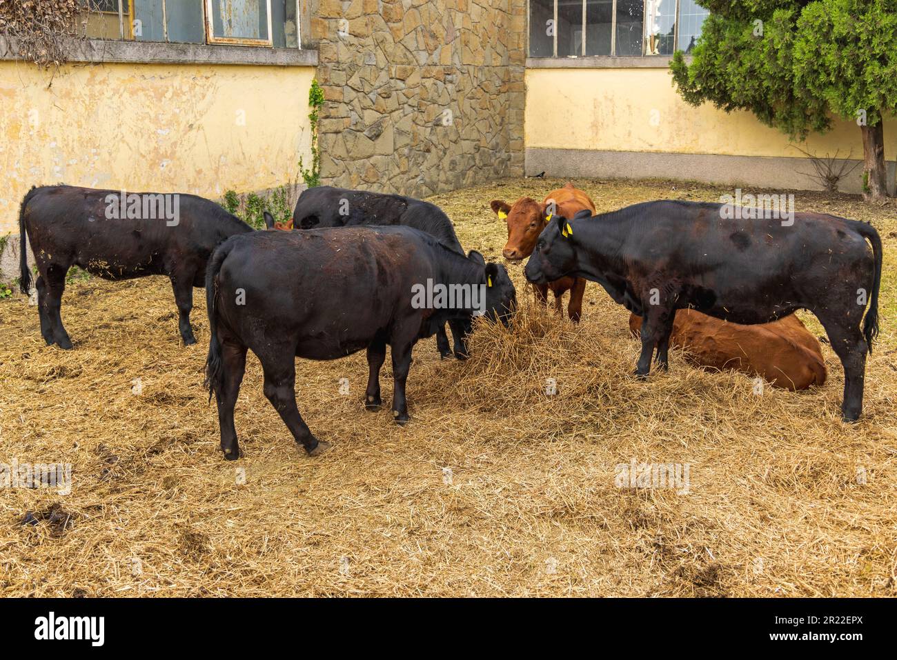 Several cows cattle animals hi-res stock photography and images - Alamy