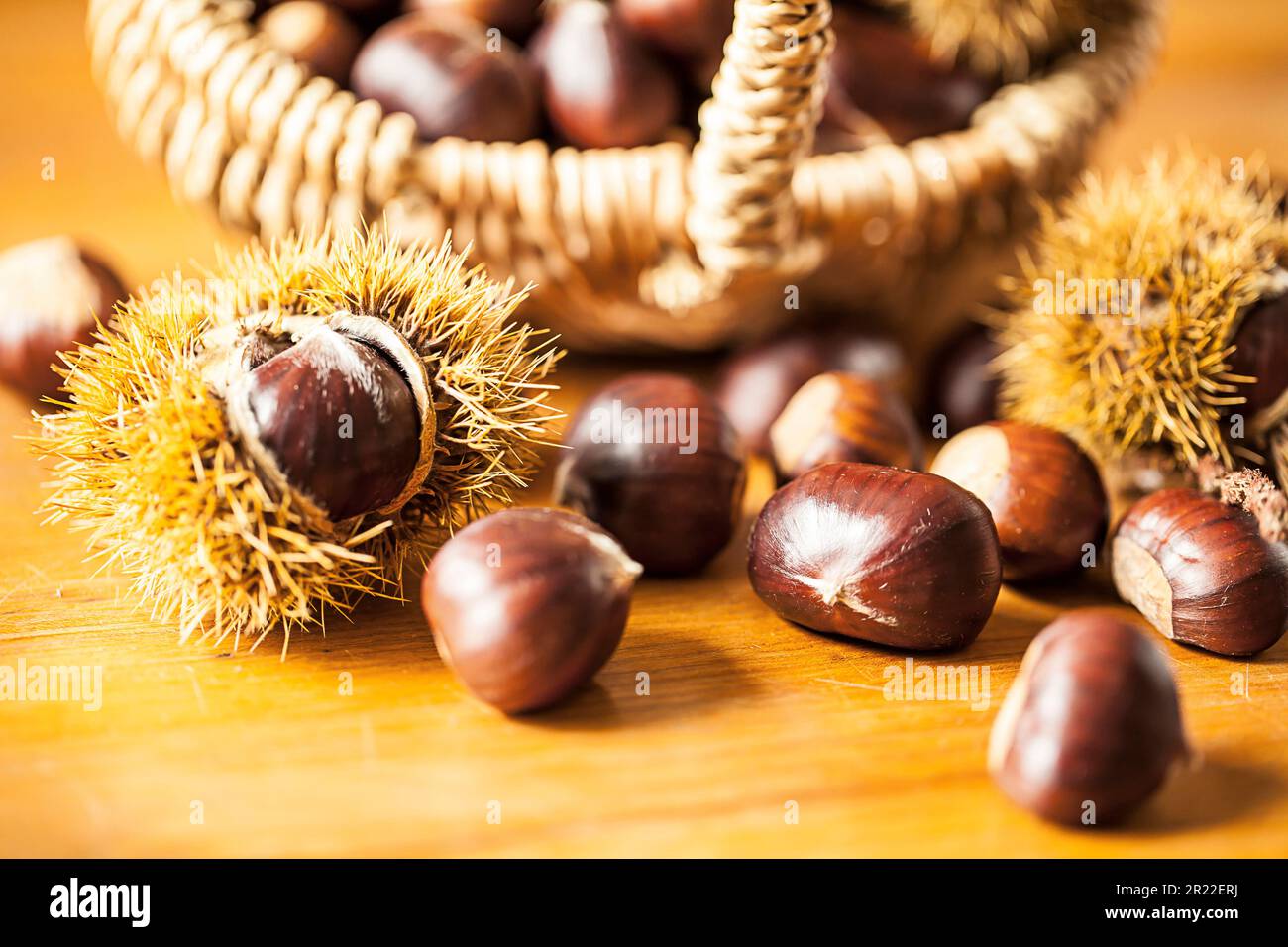Spanish chestnut, sweet chestnut (Castanea sativa), fresh chestnut with ...