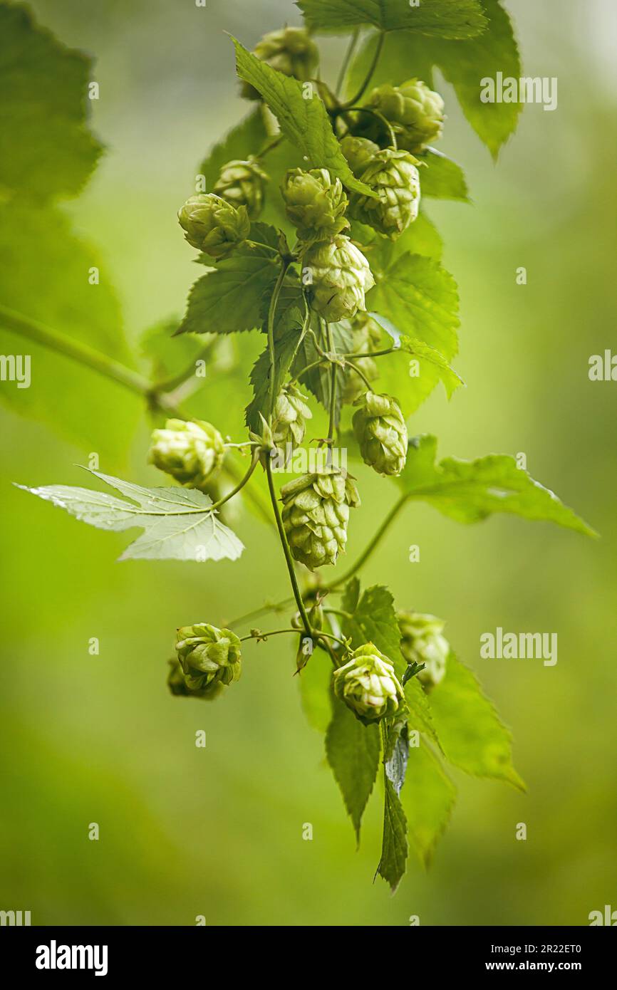common hop (Humulus lupulus), hop cones on a branch Stock Photo - Alamy