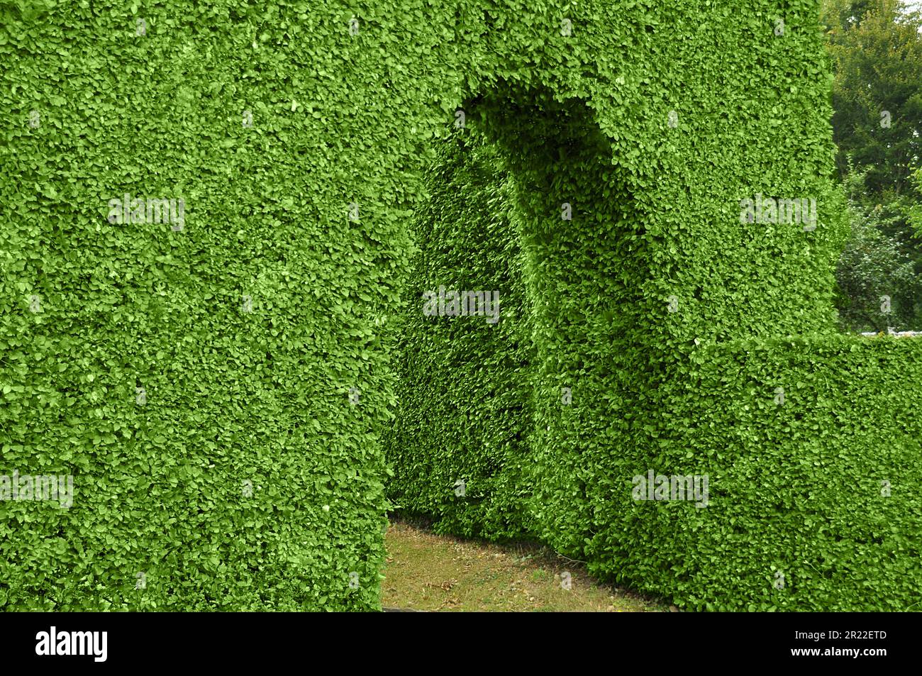 common beech (Fagus sylvatica), hedge with passage, Germany Stock Photo ...