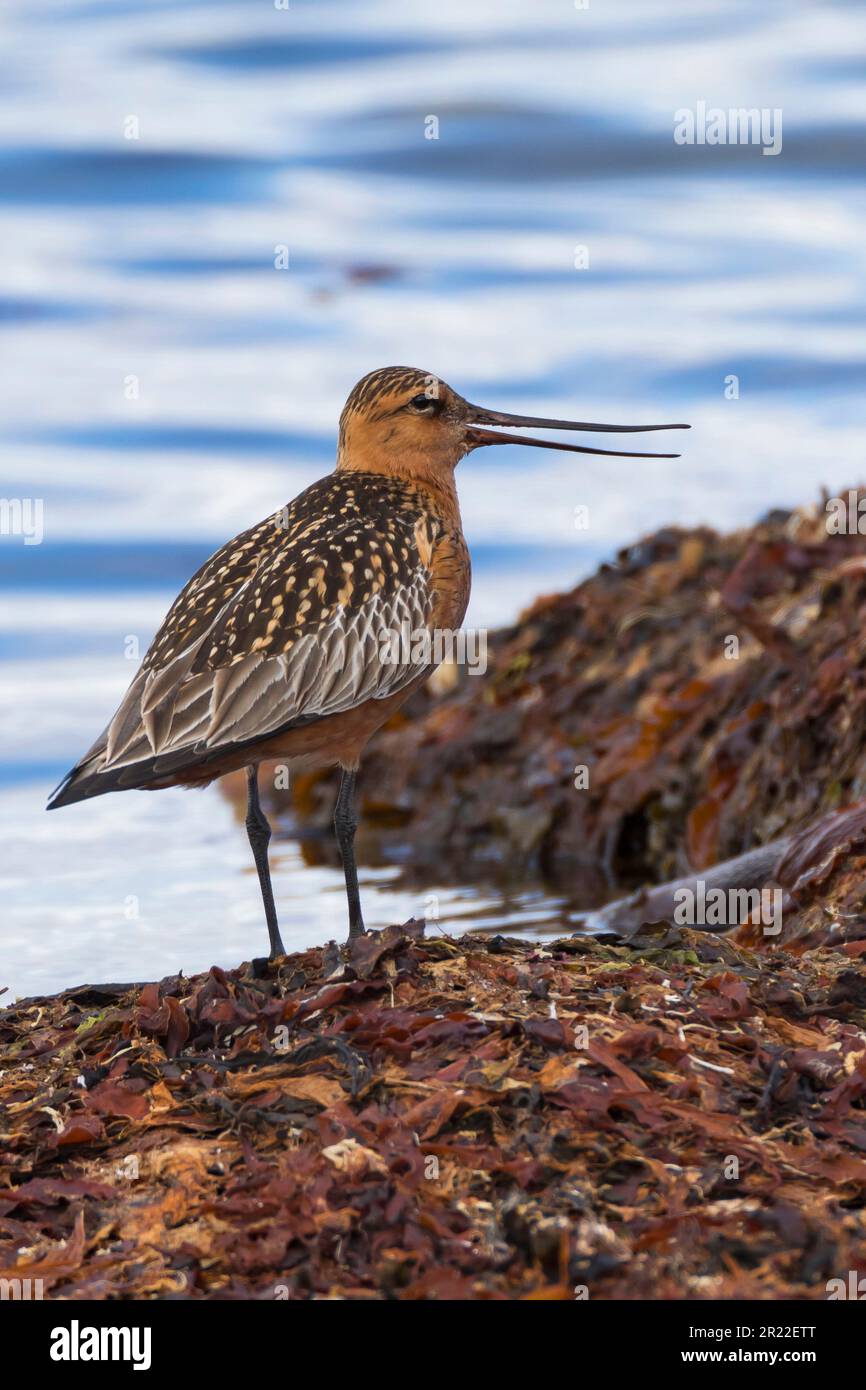 bar-tailed godwit (Limosa lapponica), sitting at the sea, calling ...