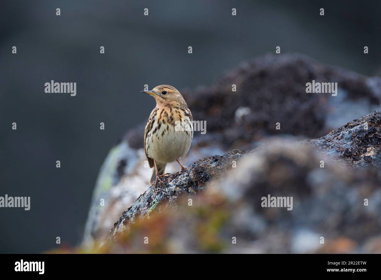 Red-throated pitpit (Anthus cervinus), sitting on a rock, Norway Stock ...
