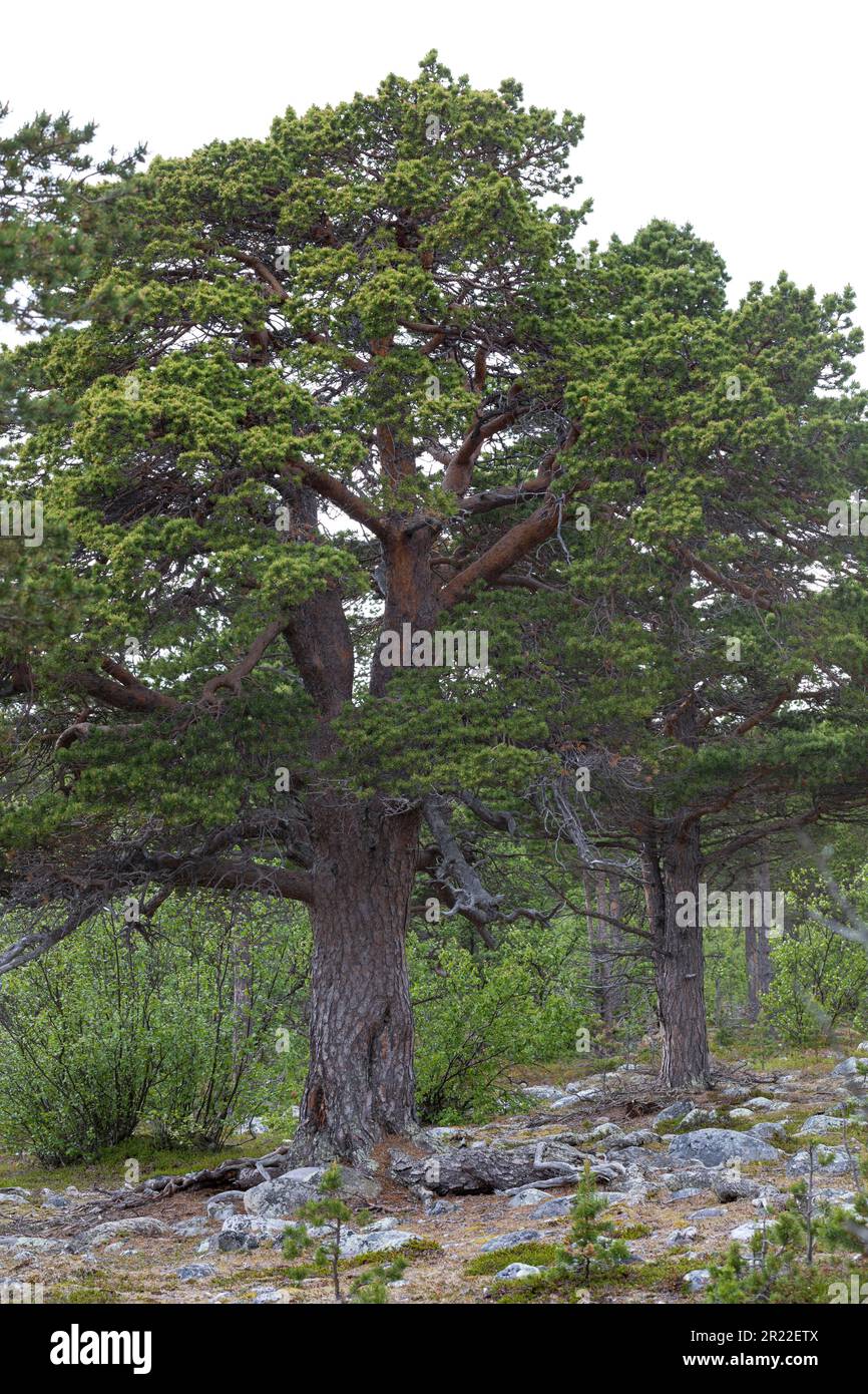 Scotch pine, Scots pine (Pinus sylvestris), pine in the national park ...