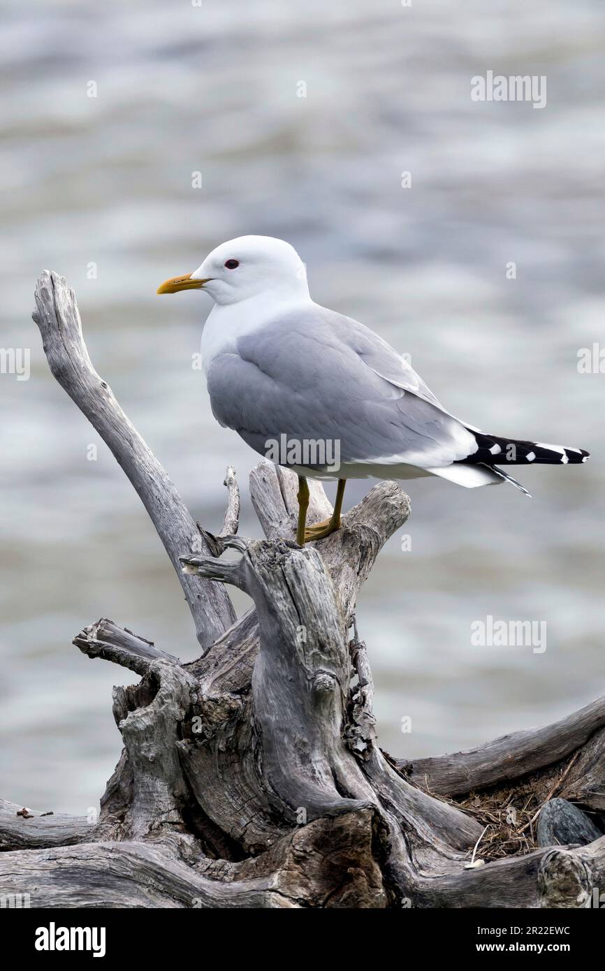 mew gull (Larus canus), sitting on a branch by the sea, Sweden Stock ...