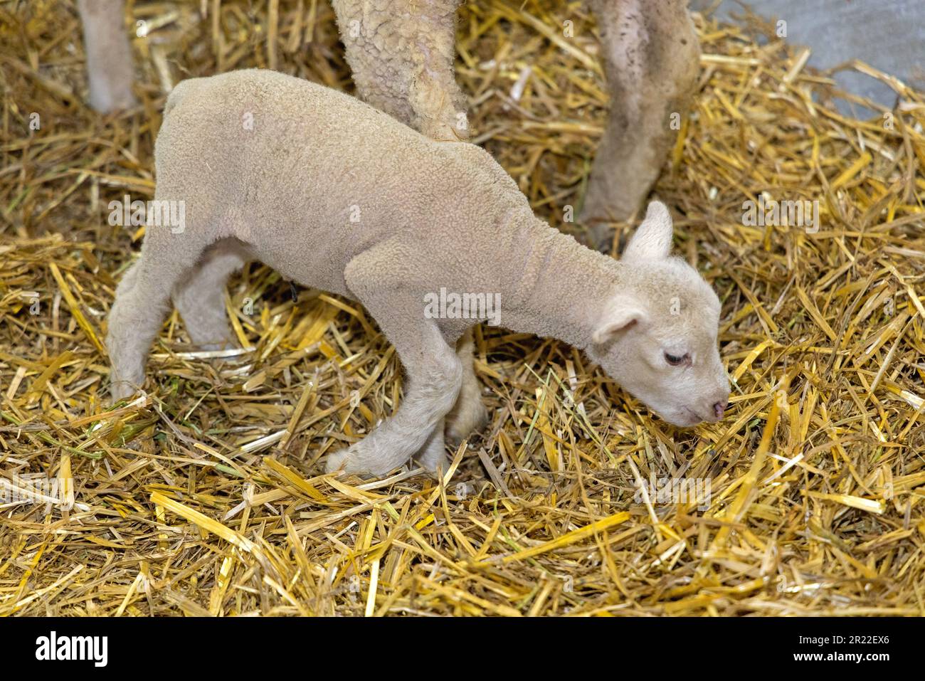 Small baby lamb in pen at farm hi-res stock photography and images - Alamy
