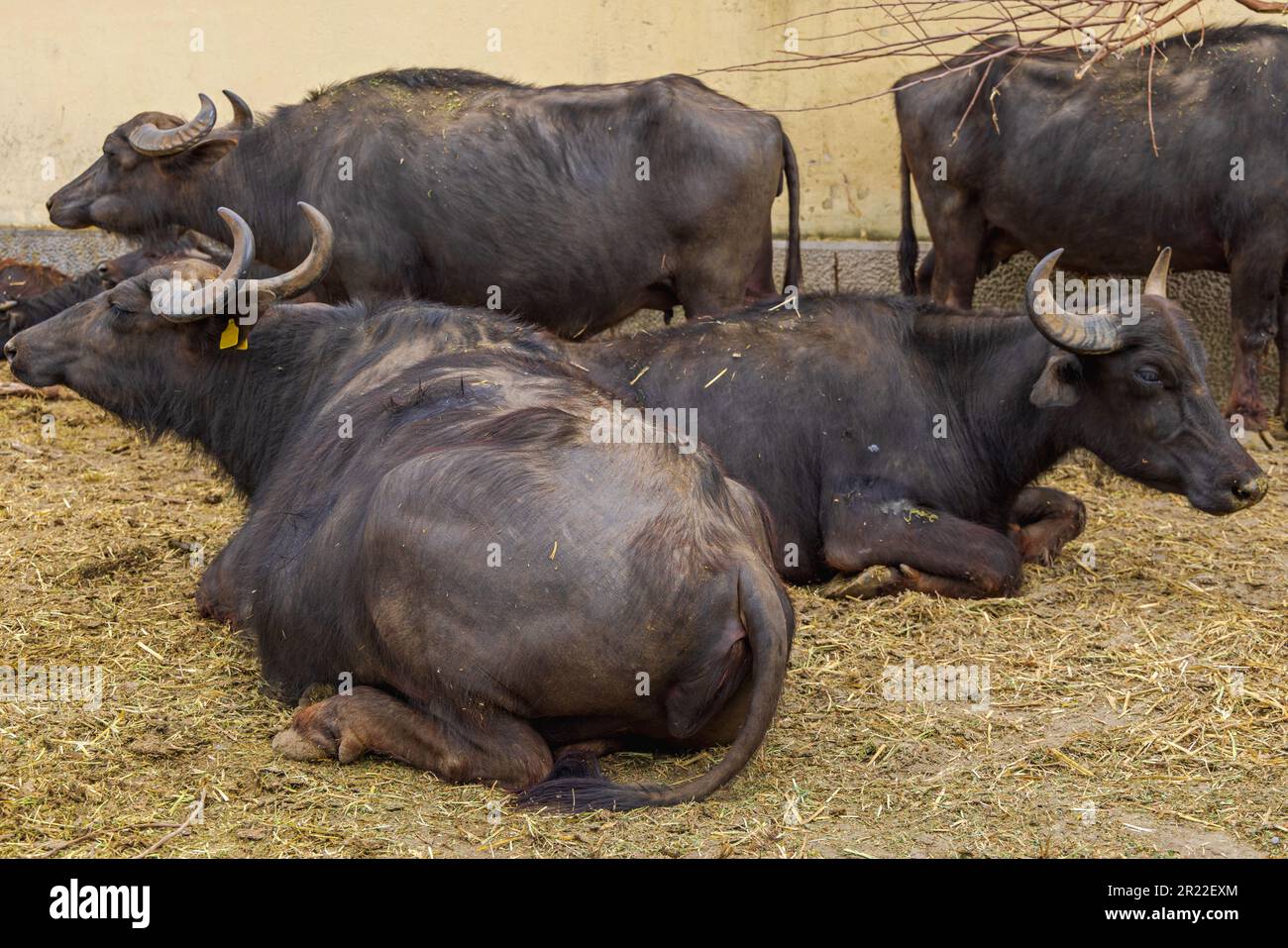 Domesticated Water Buffalo Raising and Breeding Cattle Farm Animals ...