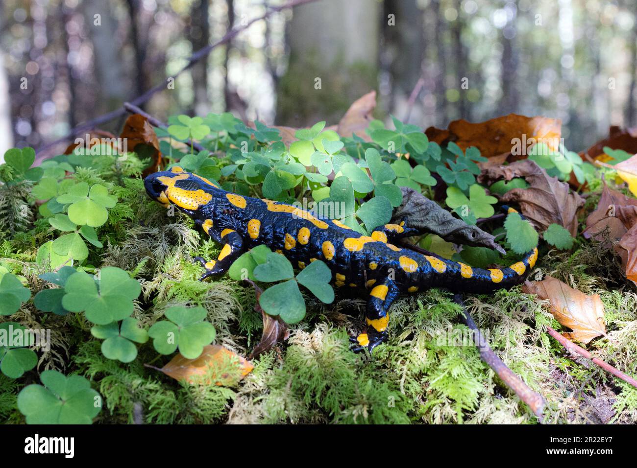 European fire salamander (Salamandra salamandra), among sorrel in a ...