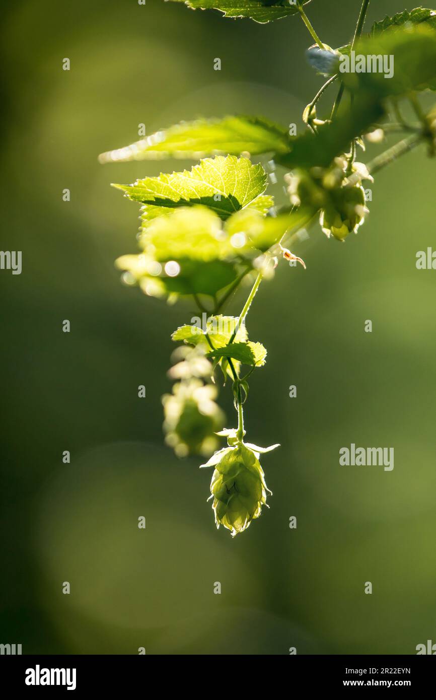 common hop (Humulus lupulus), hop cones on a branch in backlight Stock ...