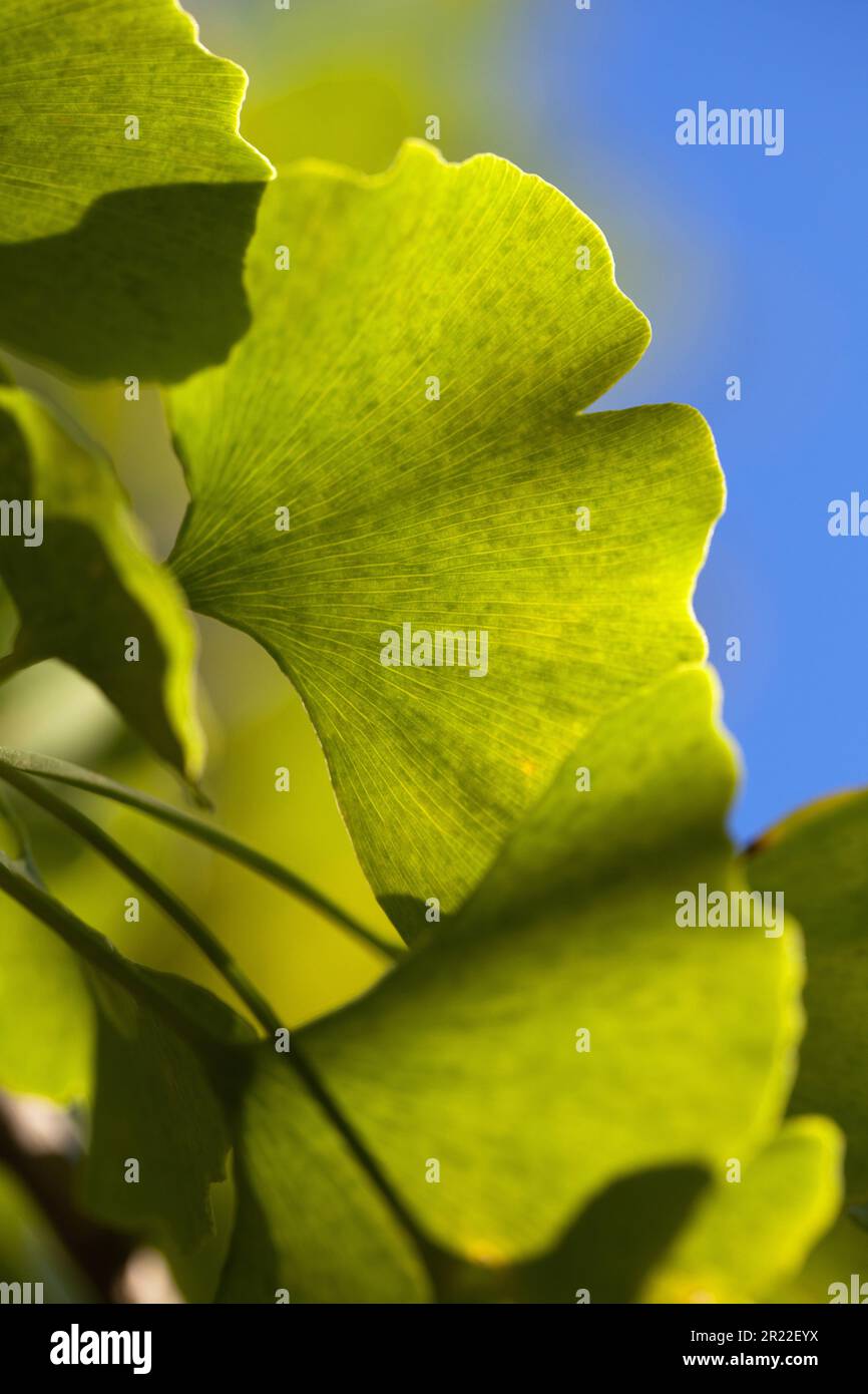 maidenhair tree, Ginkgo Tree, Gingko Tree, Ginko Tree (Ginkgo biloba ...