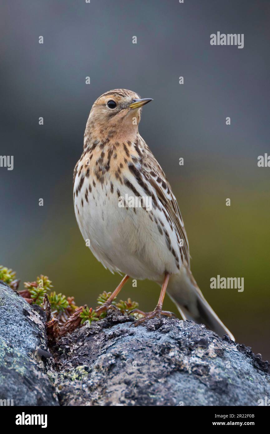 Red-throated pitpit (Anthus cervinus), sitting on a rock, Norway Stock ...