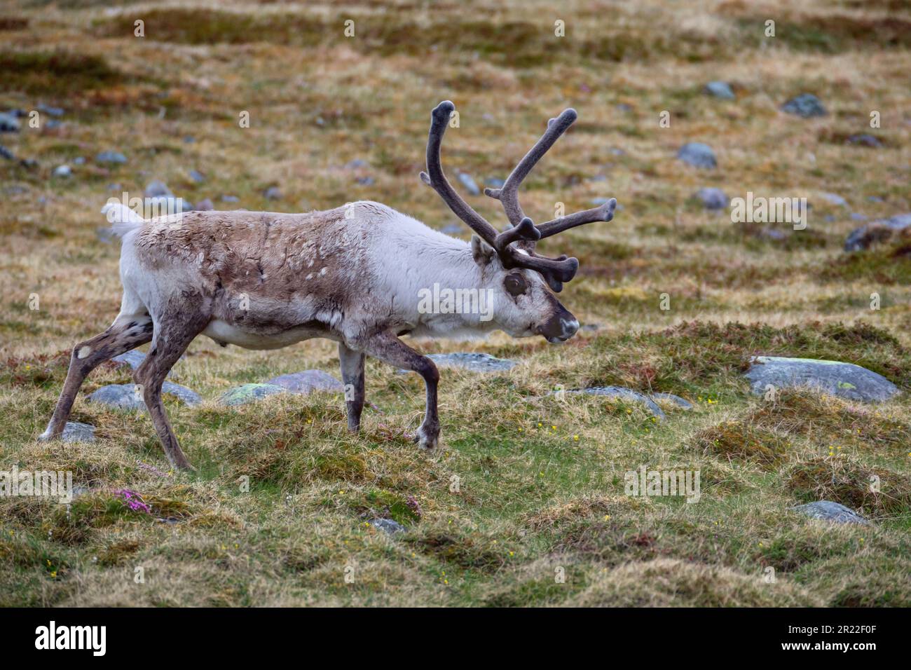 European reindeer, European caribou (Rangifer tarandus tarandus), in ...