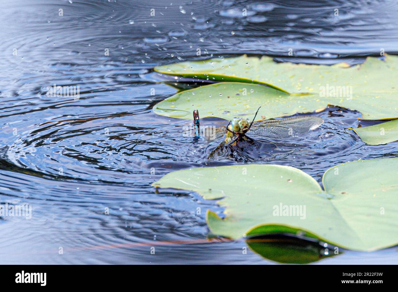 scarce aeshna, migrant hawker (cf. Aeshna mixta), drowing after life ...