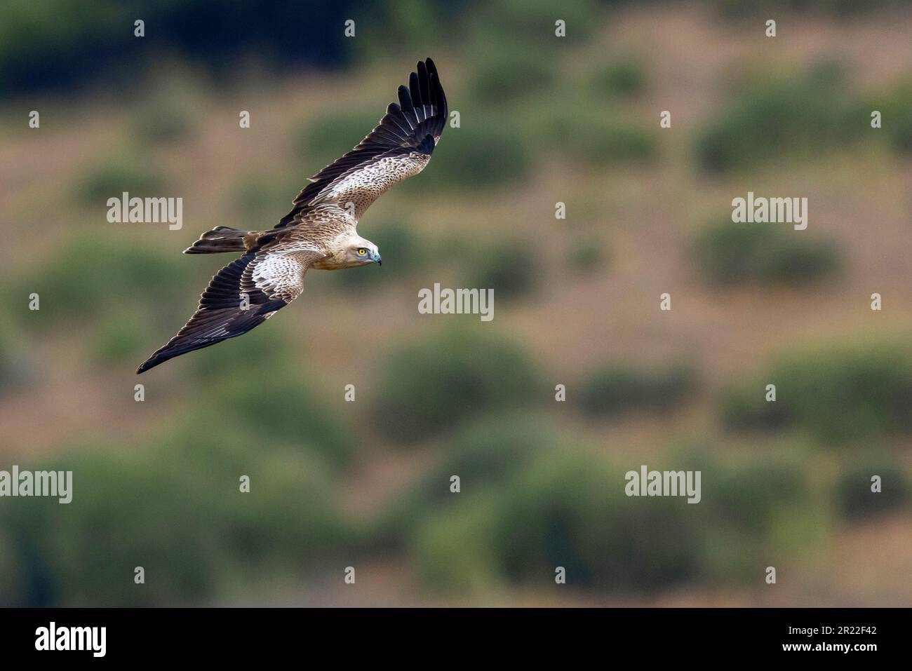 Eagle volant hi-res stock photography and images - Alamy