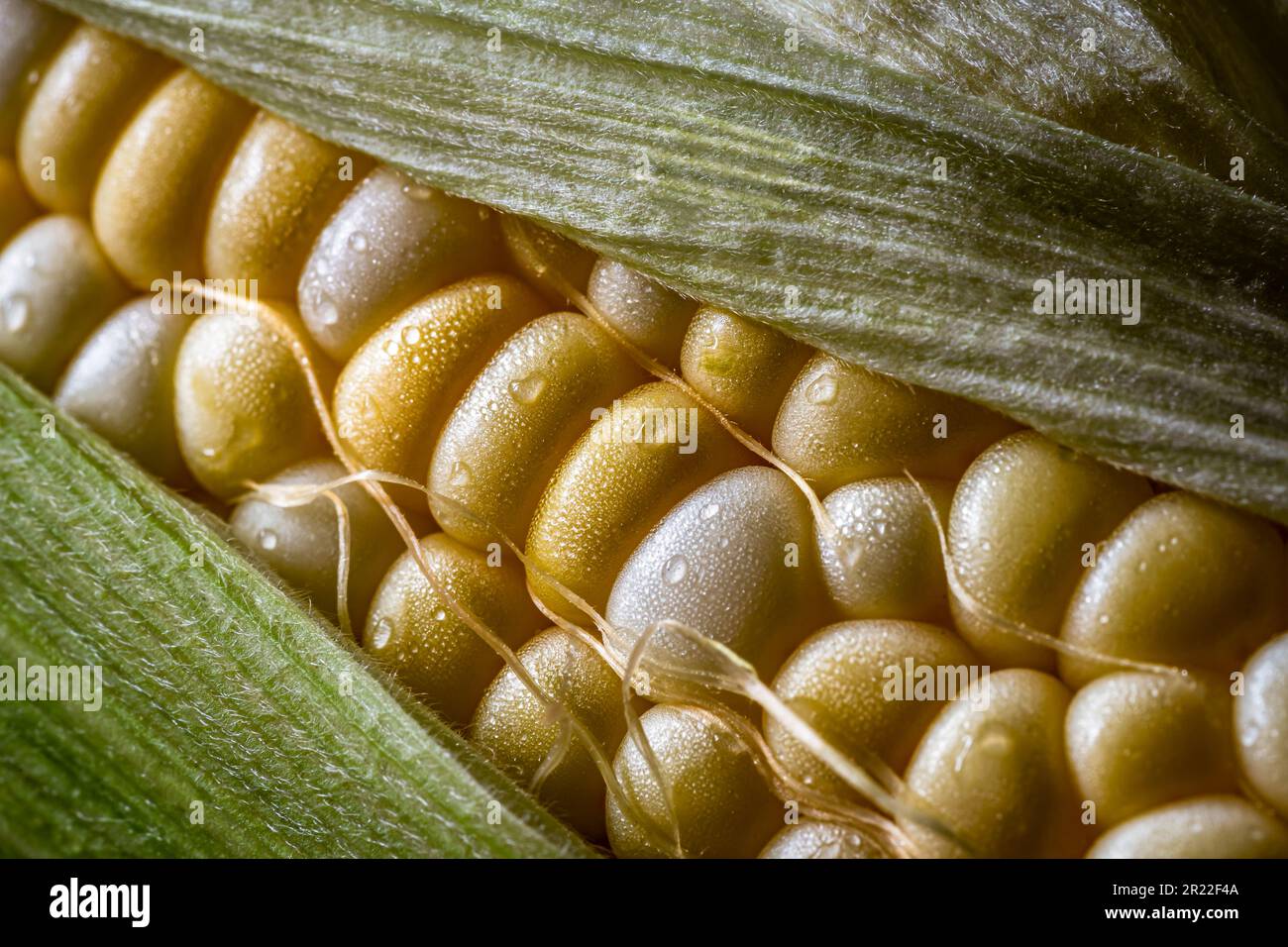 Bi-color corn with husk, extreme close up Stock Photo - Alamy