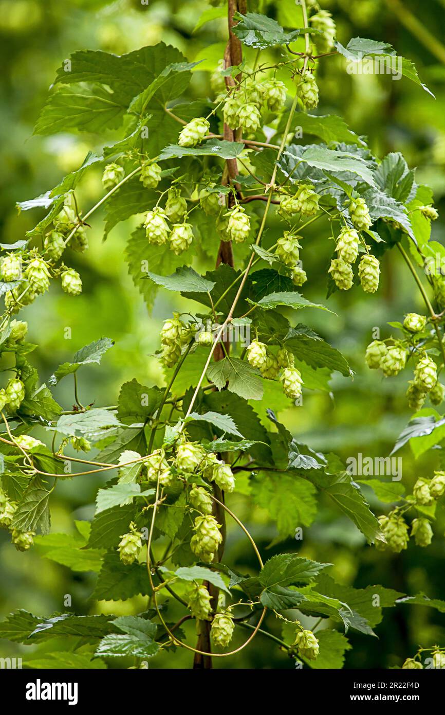 common hop (Humulus lupulus), hop cones on a branch Stock Photo - Alamy