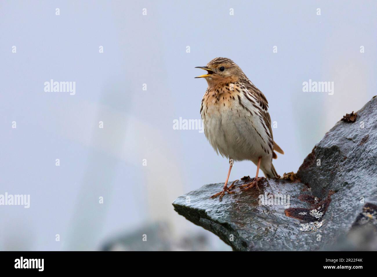 Red-throated pitpit (Anthus cervinus), calling, Norway Stock Photo - Alamy