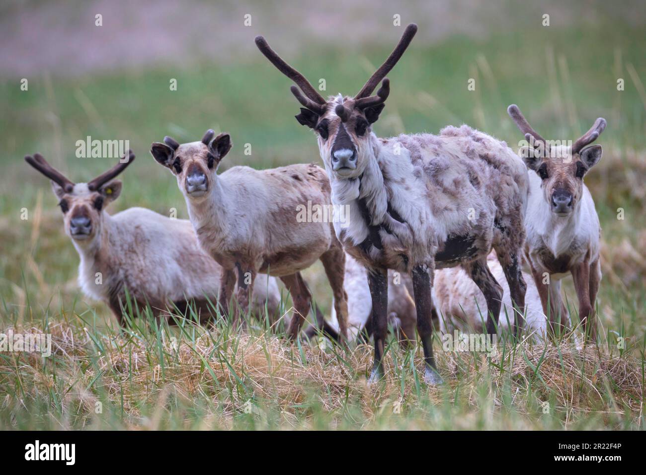 European reindeer, European caribou (Rangifer tarandus tarandus ...