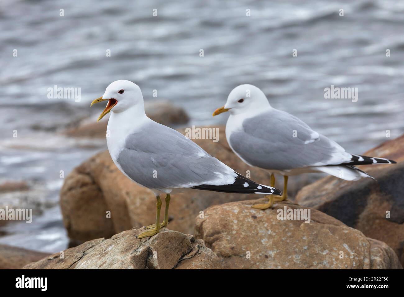 mew gull (Larus canus), on coastal rocks, Sweden Stock Photo - Alamy