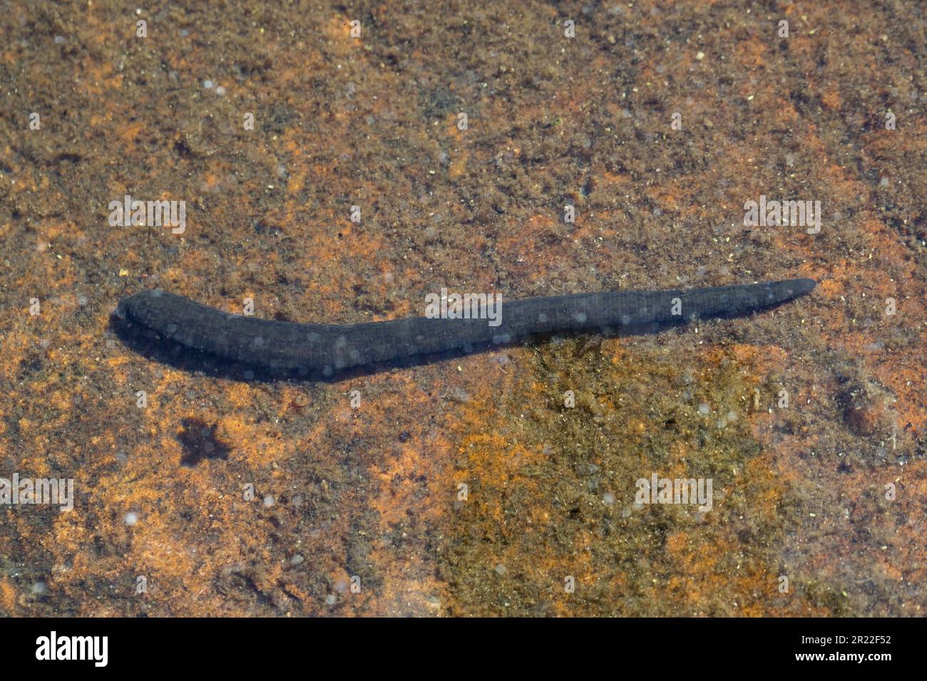 European horse leech (Haemopis sanguisuga), top view, Germany Stock ...
