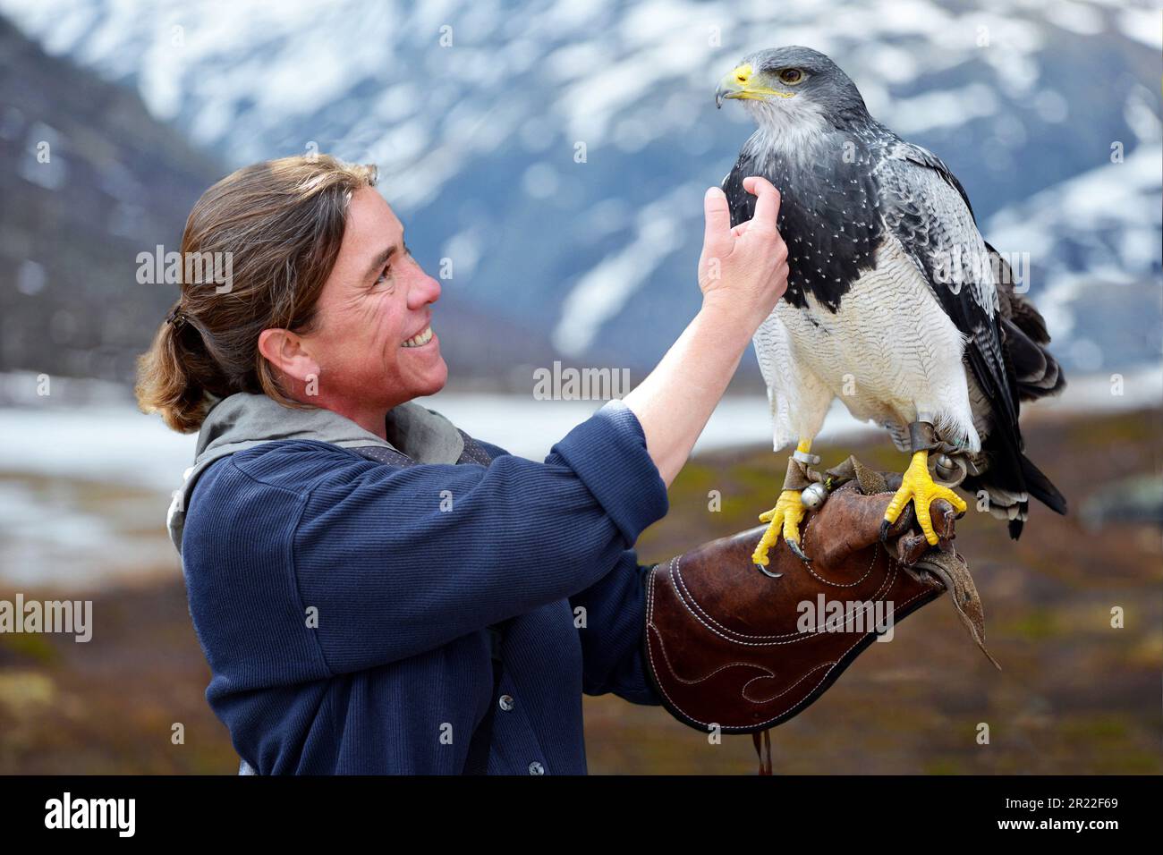 black-chested buzzard-eagle (Geranoaetus melanoleucus), falconer with ...
