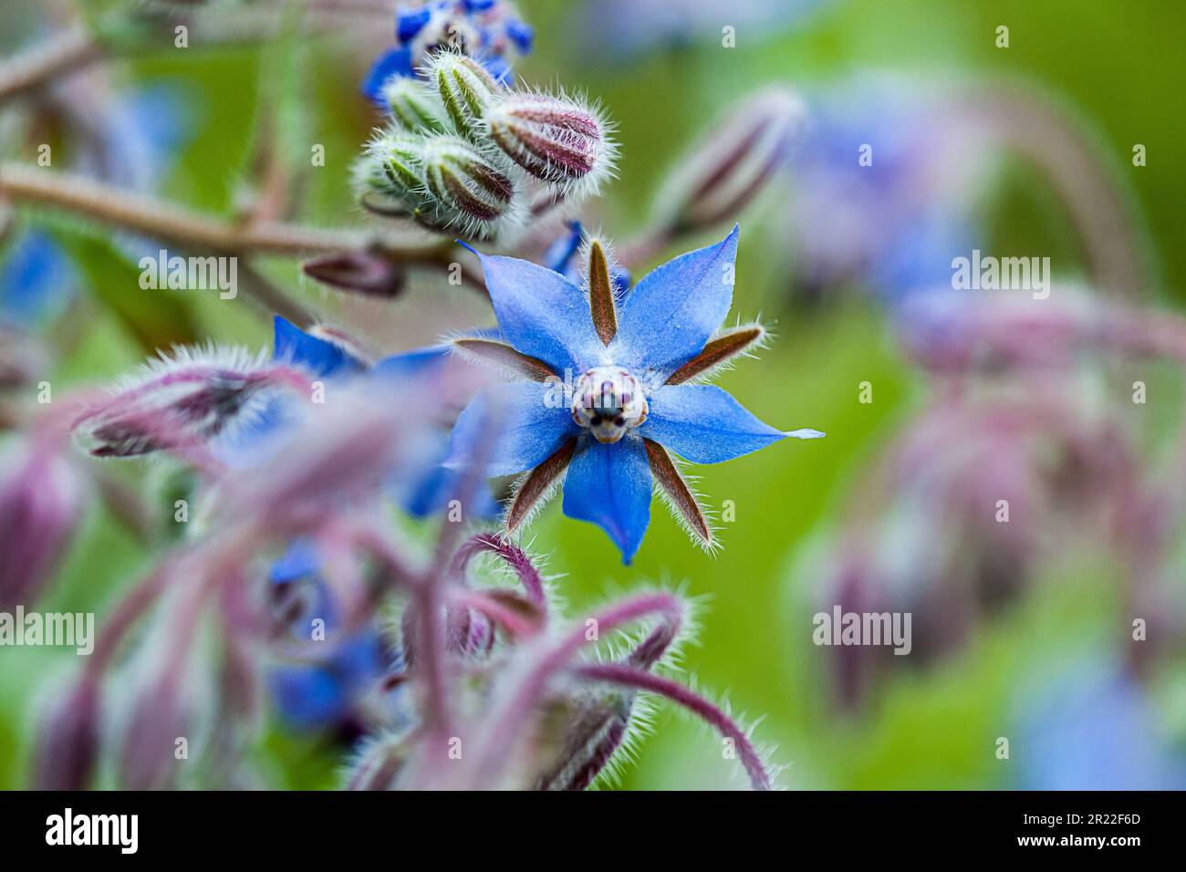 common borage (Borago officinalis), flower Stock Photo - Alamy