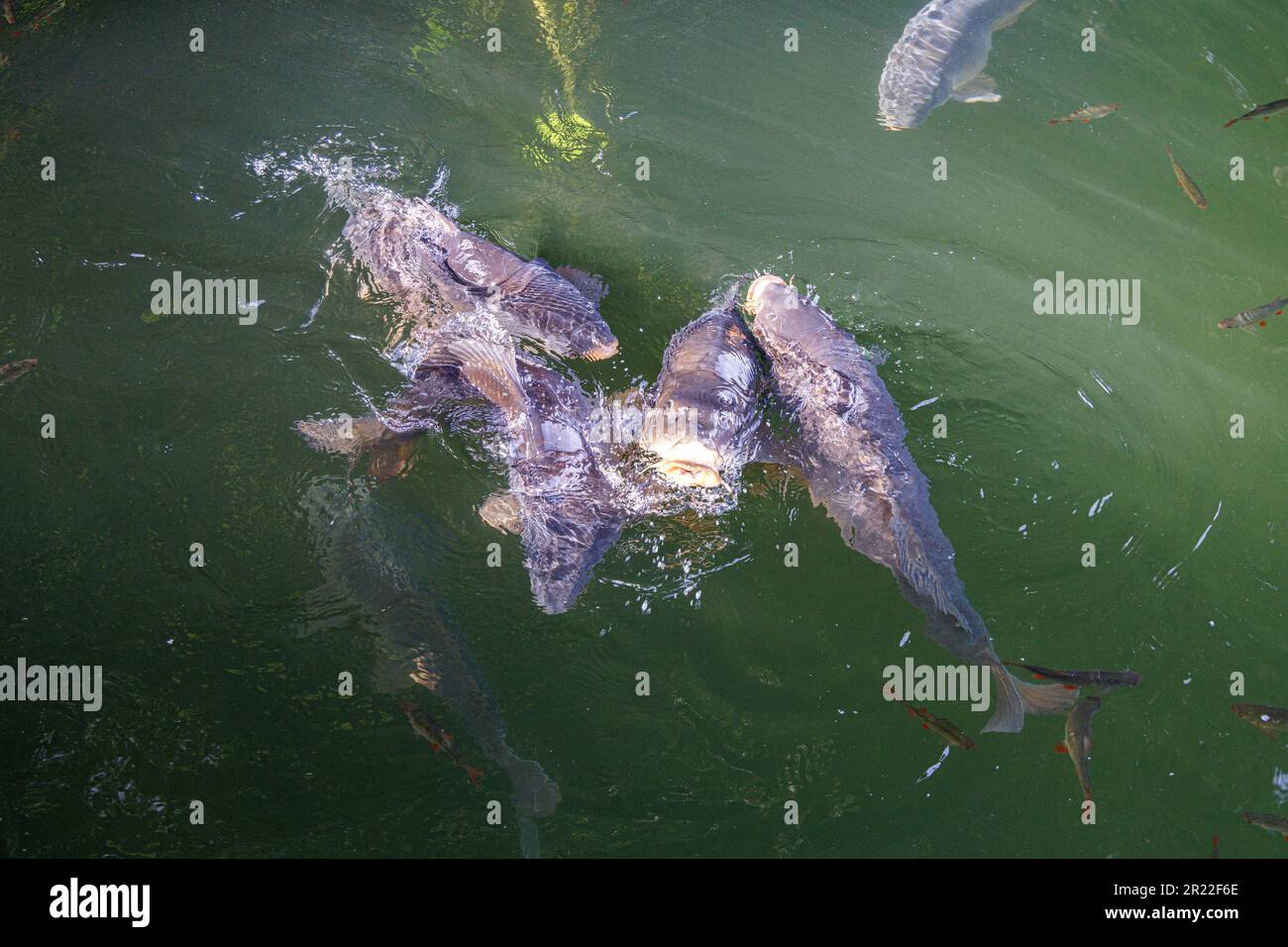 mirror carp, European carp (Cyprinus carpio), large mirror carps ...