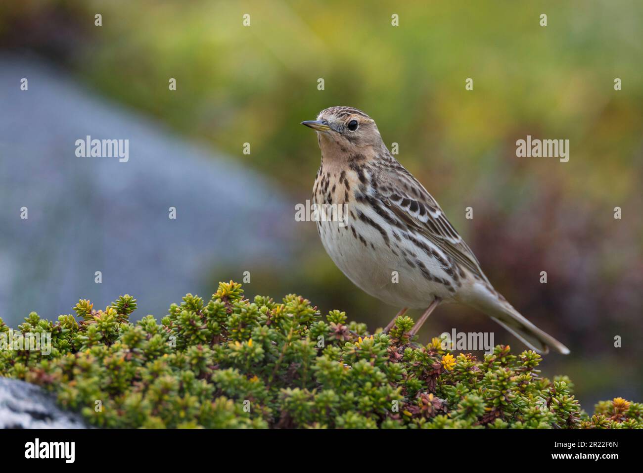Red-throated pitpit (Anthus cervinus), sitting, Norway Stock Photo - Alamy