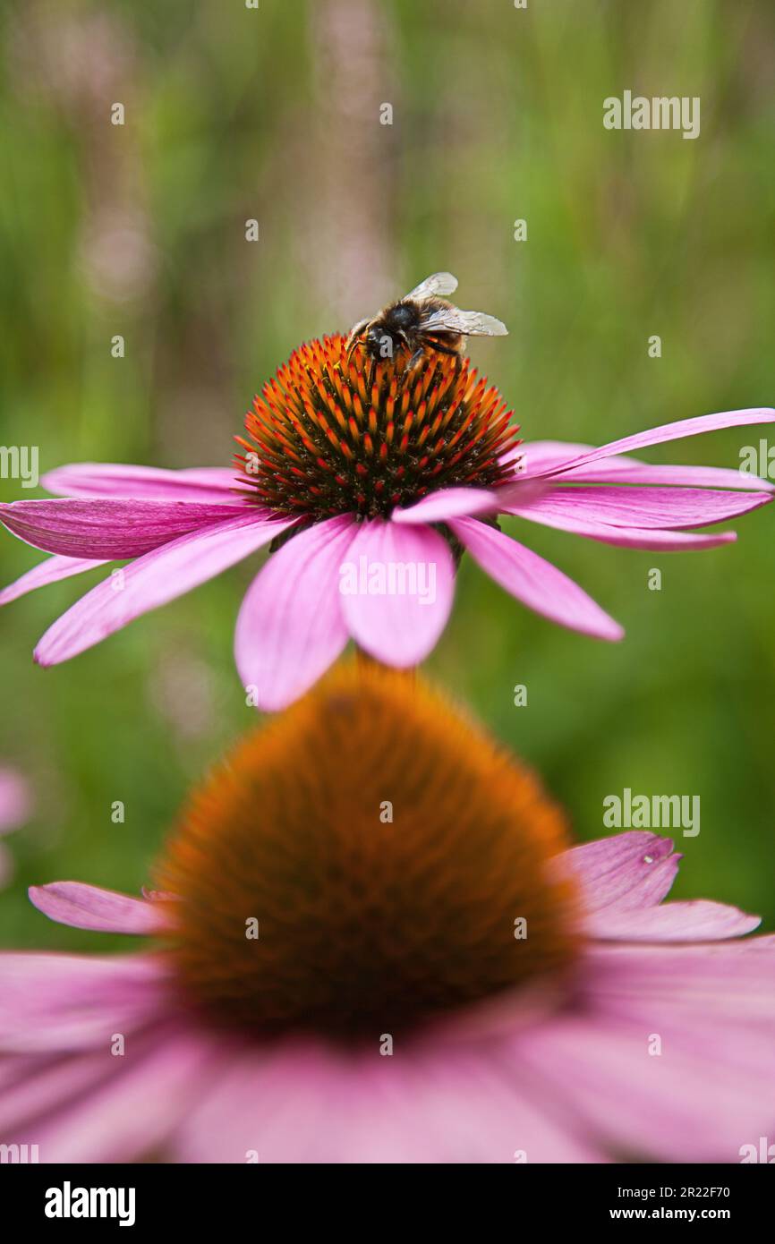 Purple Cone Flower, Eastern purple-coneflower, Purple-coneflower ...