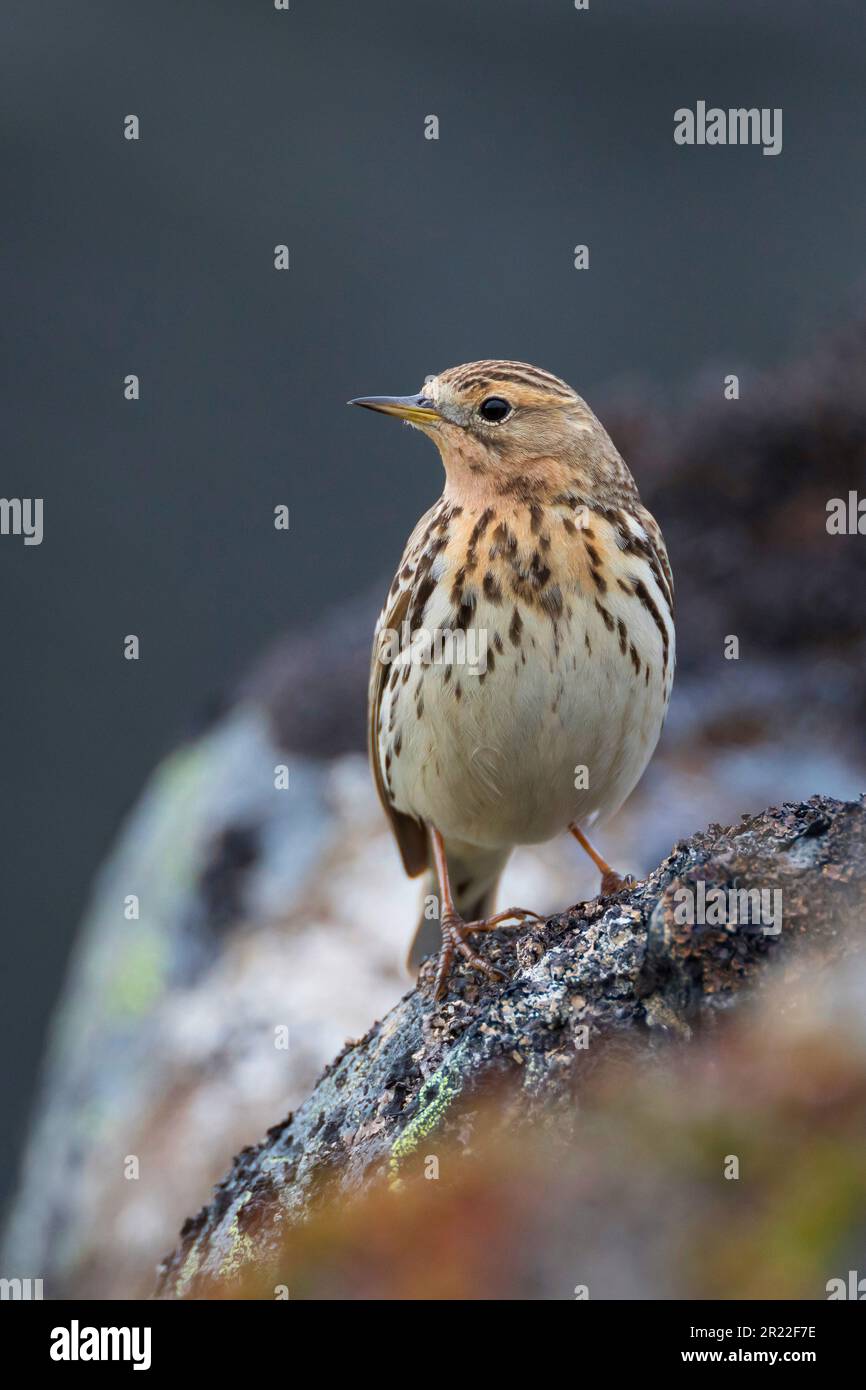 Red-throated pitpit (Anthus cervinus), sitting on a rock, Norway Stock ...