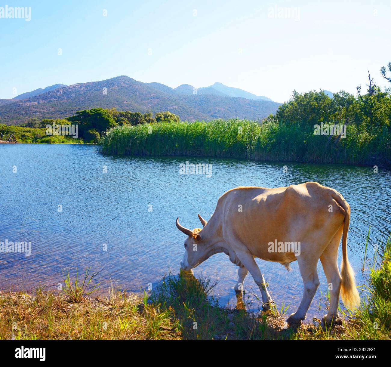 domestic cattle (Bos primigenius f. taurus), bull in the Fango delta ...