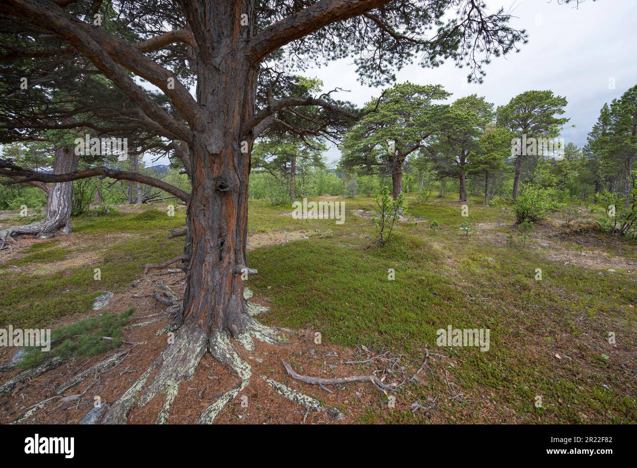 Scotch pine, Scots pine (Pinus sylvestris), pines in the national park ...