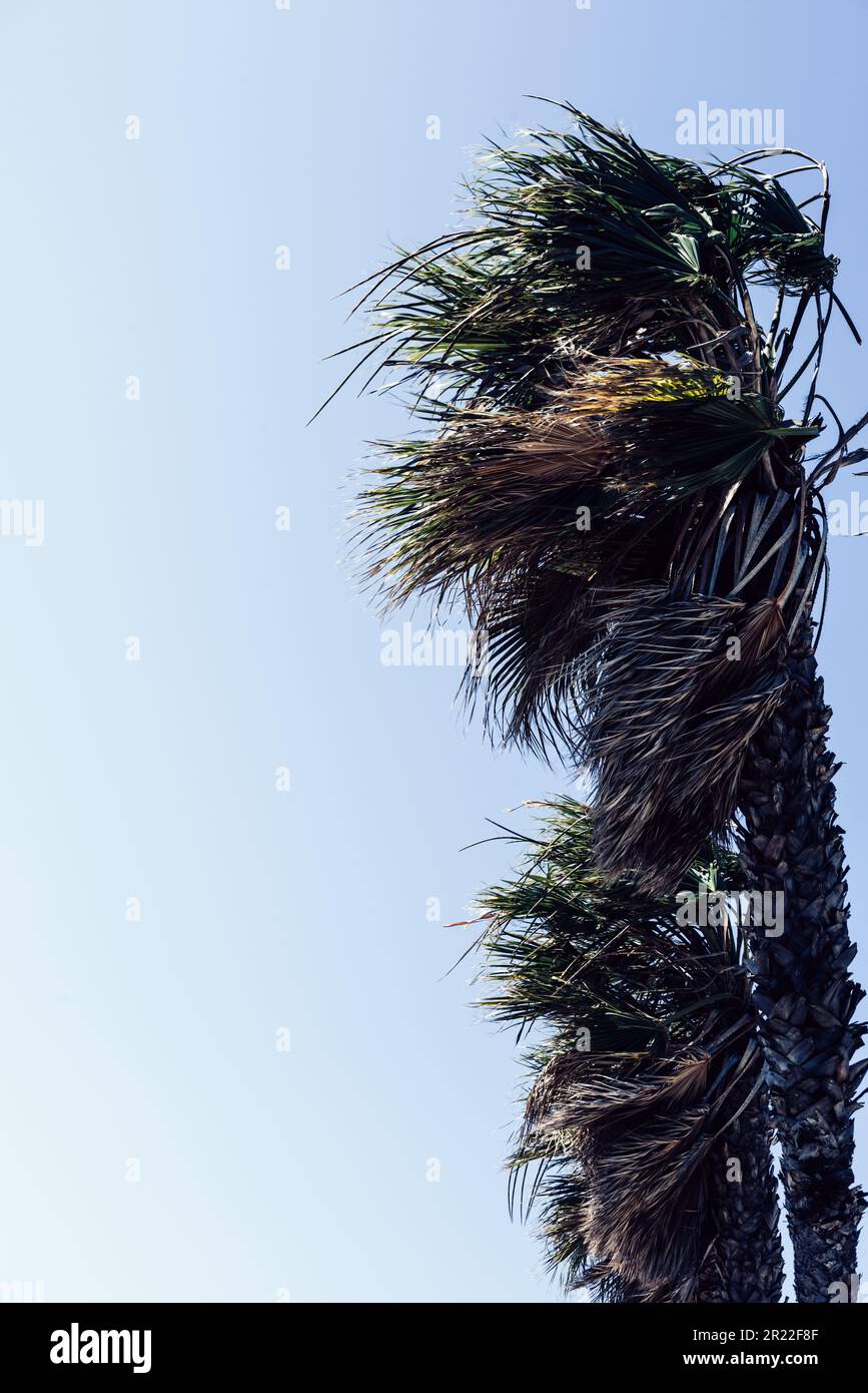 Palm trees during very windy weather Stock Photo - Alamy